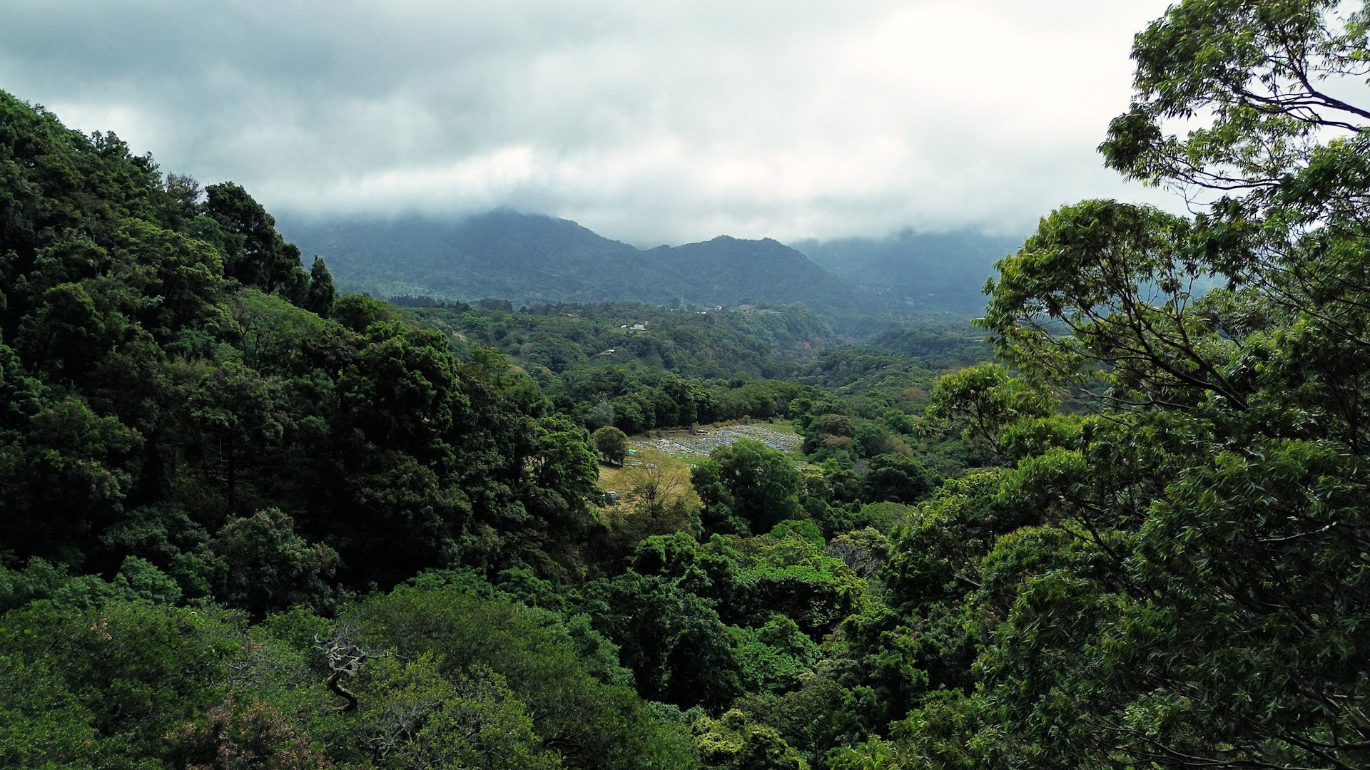 Altieri Specialty Coffee – Panama’s Finest Geisha & Catuai Beans ...