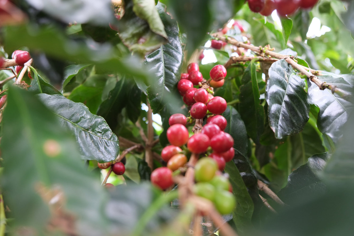 Rosso Coffee Roasters Wholesale Program